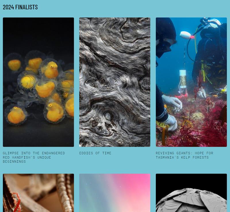 iflscience - Babies Of The World’s Rarest Fish Star In Award-Winning ...