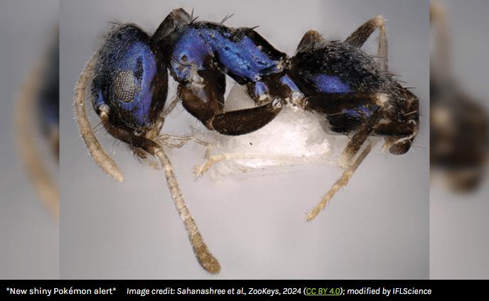 iflscience - New Rare Species Of Tiny, Metallic Blue Ant Discovered In ...