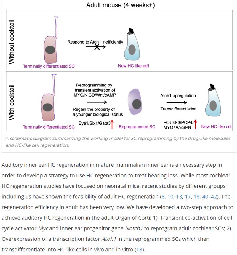 interestingengineering - Regenerated inner ear hair cells in mice ...