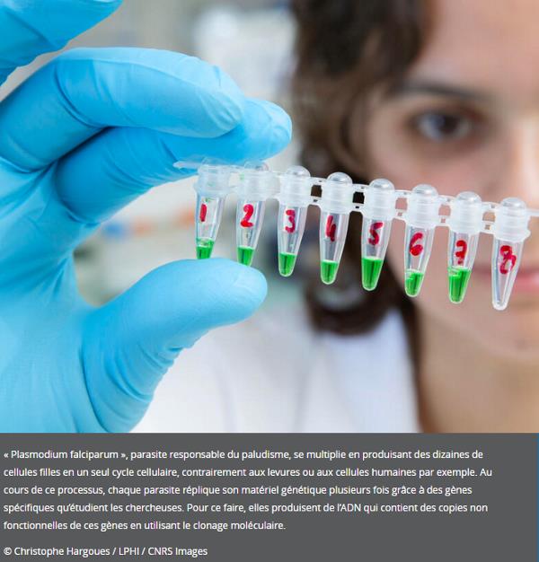 CNRS Lejournal - Paludisme : des pistes pour enrayer la prolifération ...