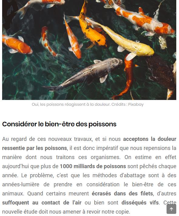Les poissons ressentent-ils la douleur ? (question pas si con) - Arfy'z tranche du Net