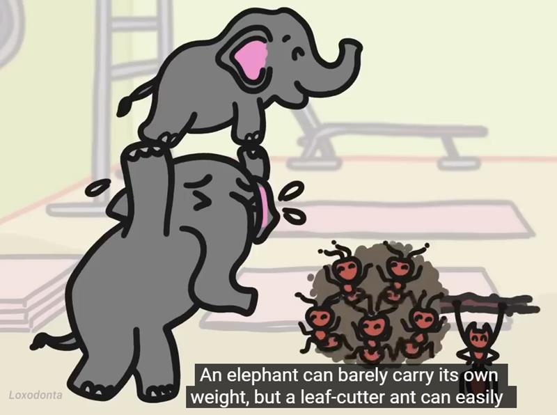 MinuteEarth - Is Bigger Better? - Arfy'z tranche du Net